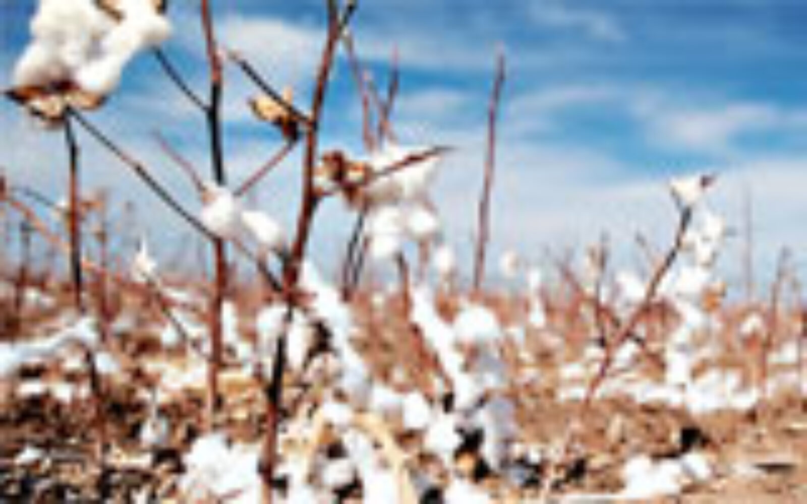 Umjesto hrane na poljima raste pamuk - Poslovni dnevnik