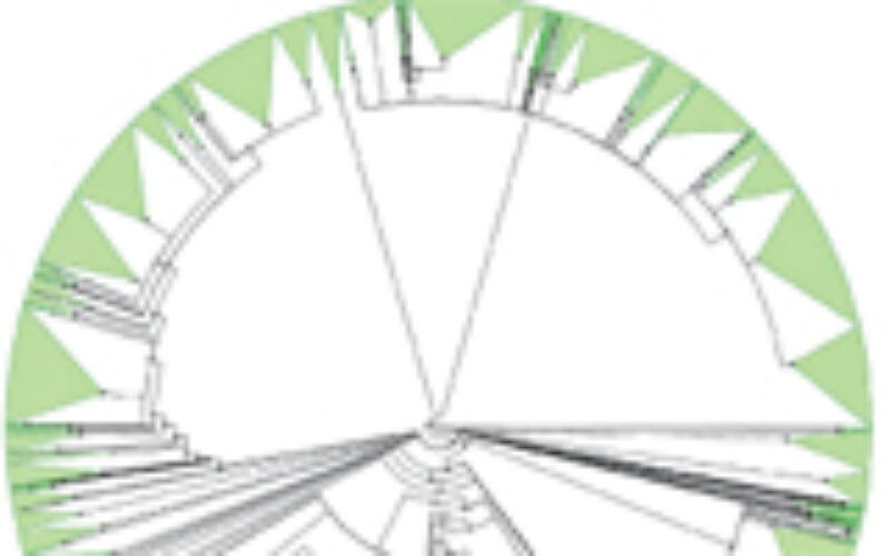 Stablo života koje je povezalo sve vrste - Poslovni dnevnik