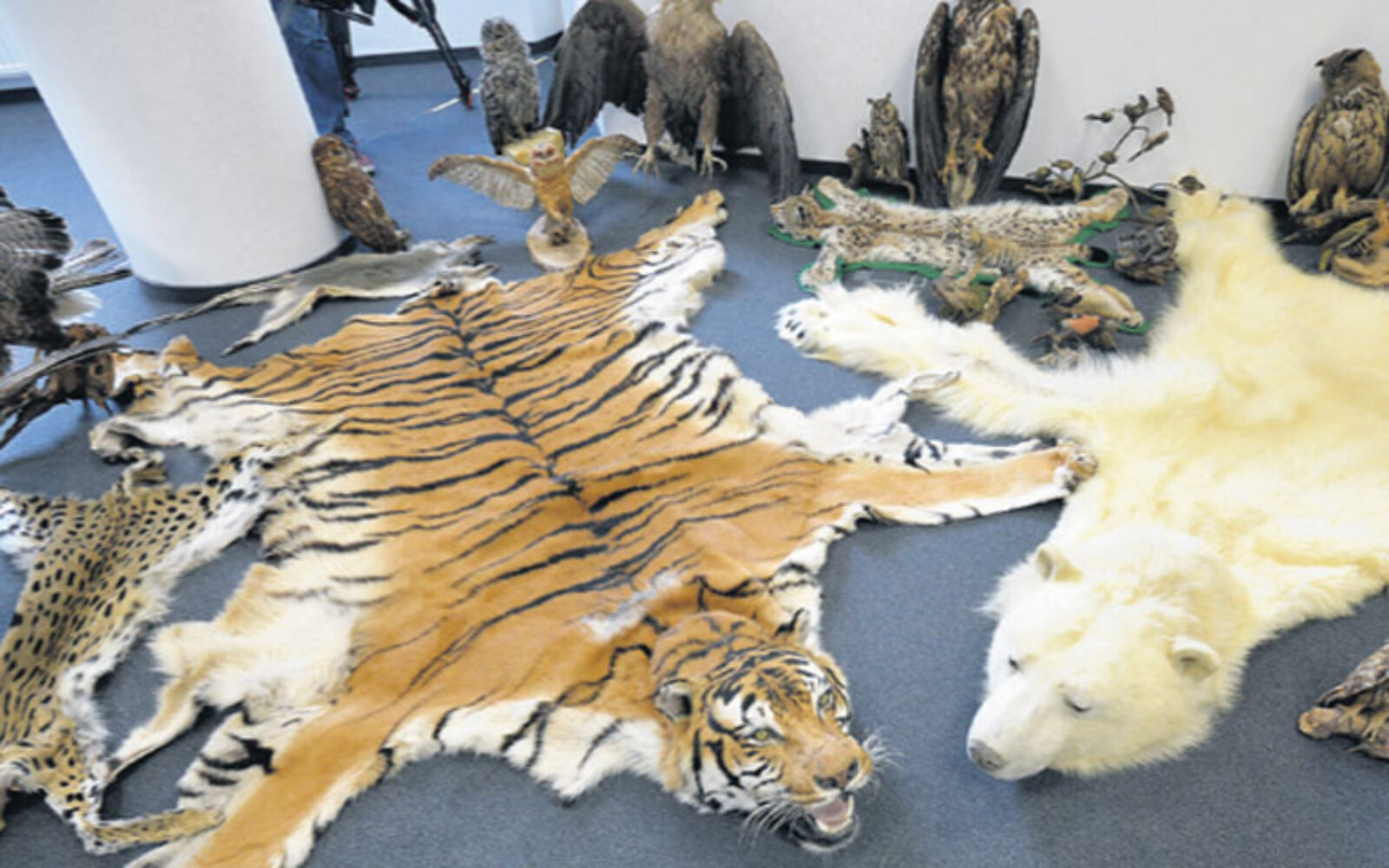 Najveća zapljena trofeja i preparata Inspekcije zaštite prirode ...