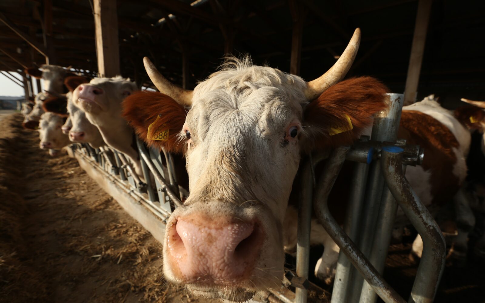 Za deset godina 200.000 goveda manje - Poslovni dnevnik